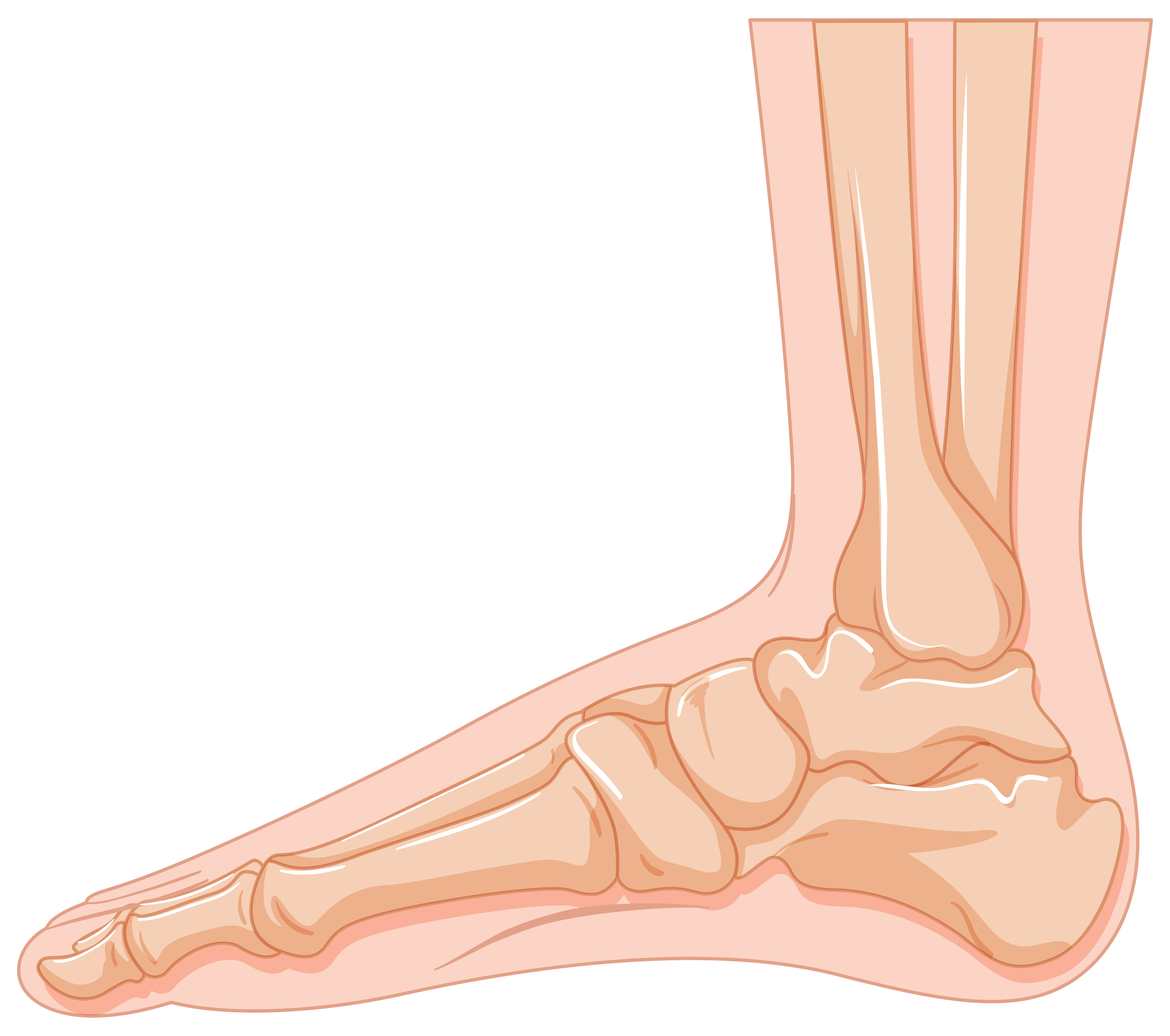 Ankle AP/Lateral View X-Ray – Purpose, Procedure & Clinical Importance